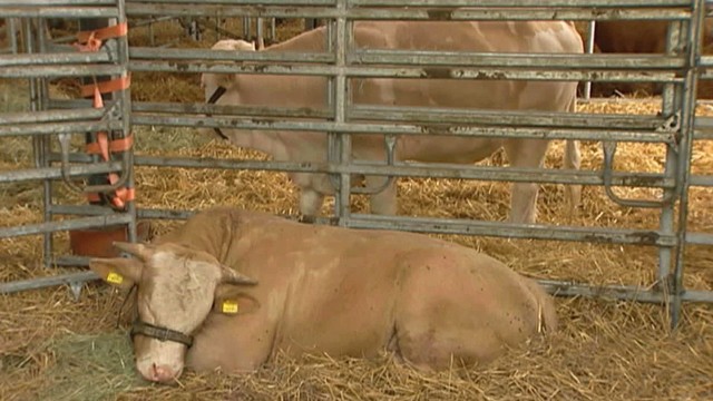 Die Jagd nach Stier Ivan - ORF ON