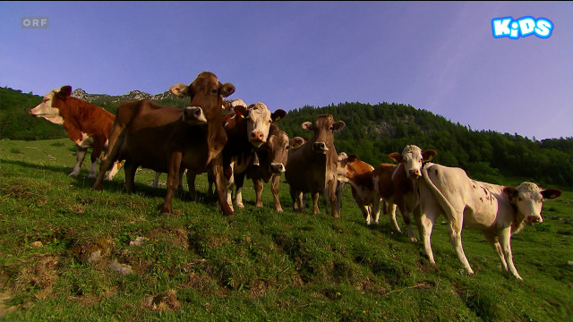 ZIB Zack Mini - ORF ON