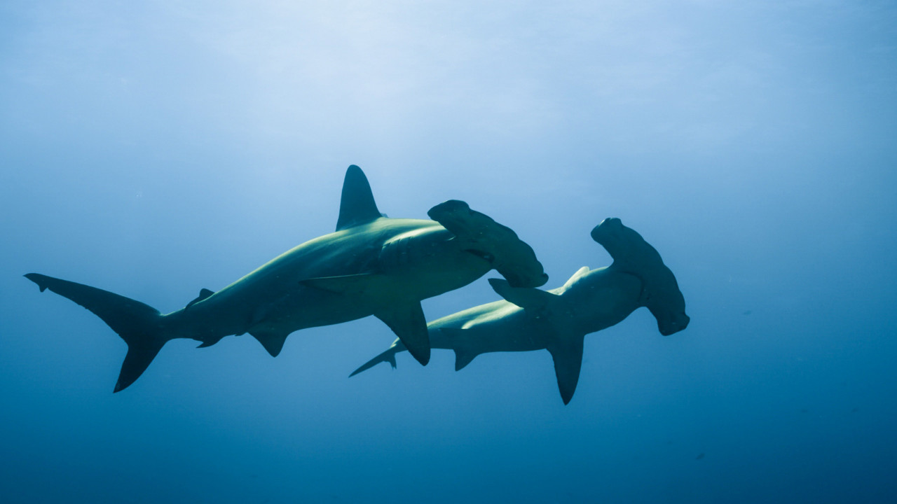 Universum: Hawaii - Inseln der wilden Wunder (2/2) - ORF ON